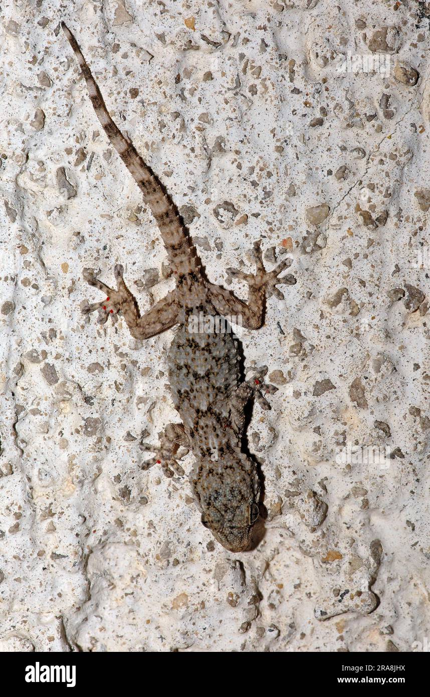Young Moorish Gecko, Provence, Southern France, Moorish Wall Gecko ...