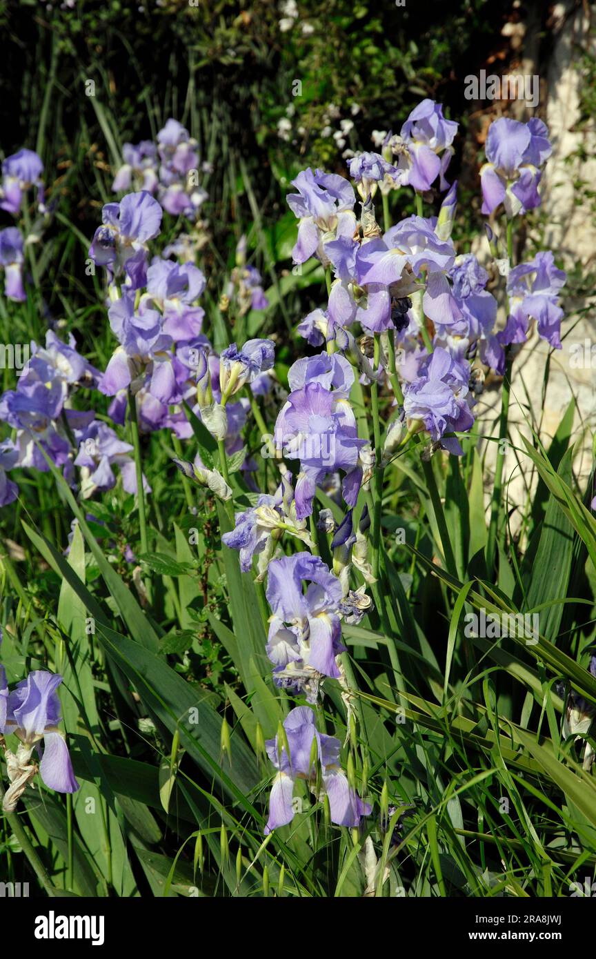Dalmatian iris (Iris pallida), Dalmatian Iris Stock Photo - Alamy