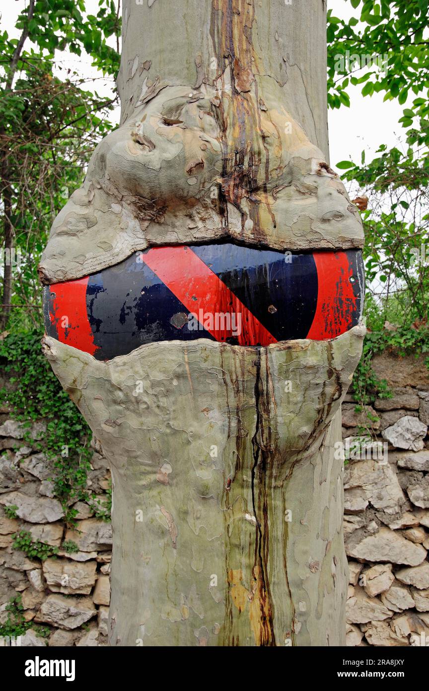 Road sign 'Restricted no stopping ' grown into tree trunk, Uzes, Gard ...