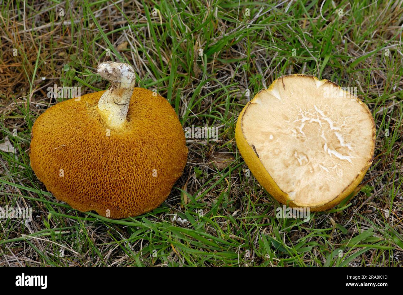 Grain boletus, Provence, Southern France (Suillus granulatus), Grain ...