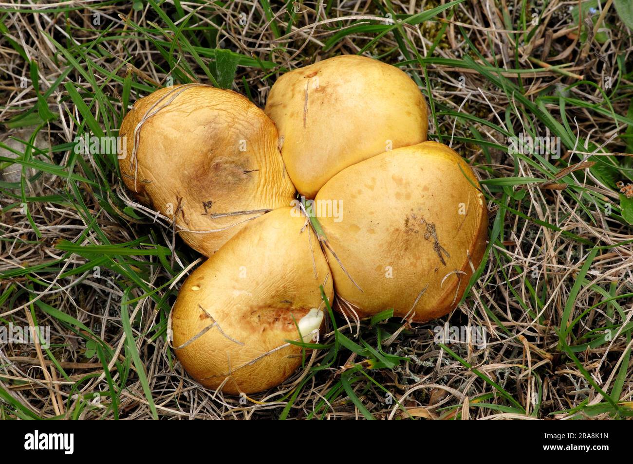 Weeping Bolete, Provence, Southern France (Suillus granulatus Stock ...