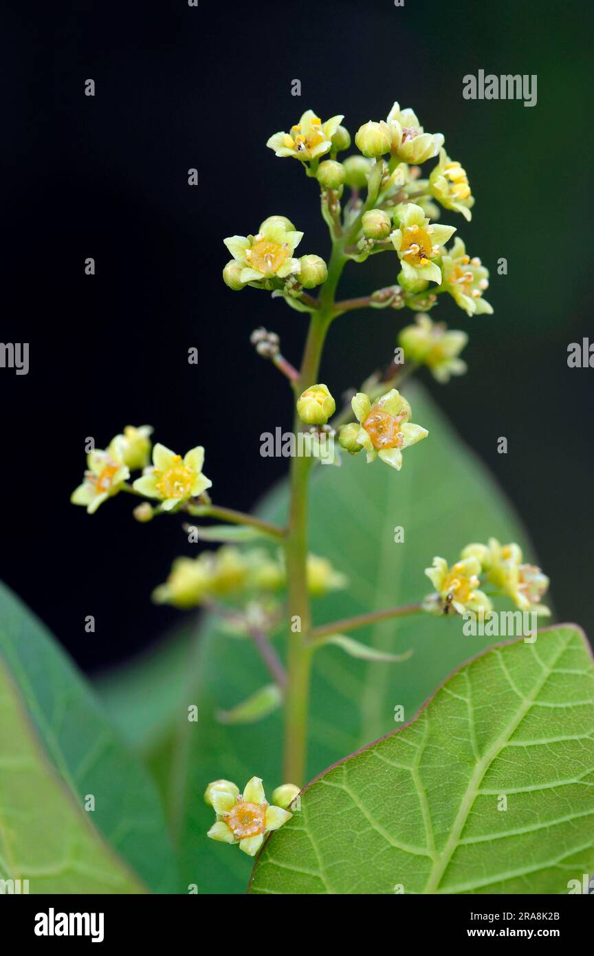 Wig bush (Cotinus coggygria), Provence, Southern France, Dyer's Sumac ...