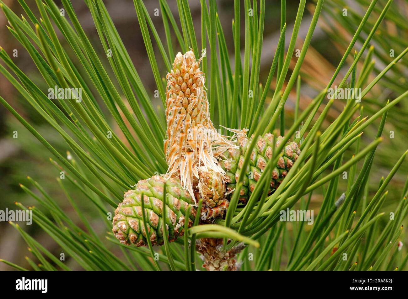 Black Pine (Pinus nigra), blossom and cone, Provence, Southern France ...