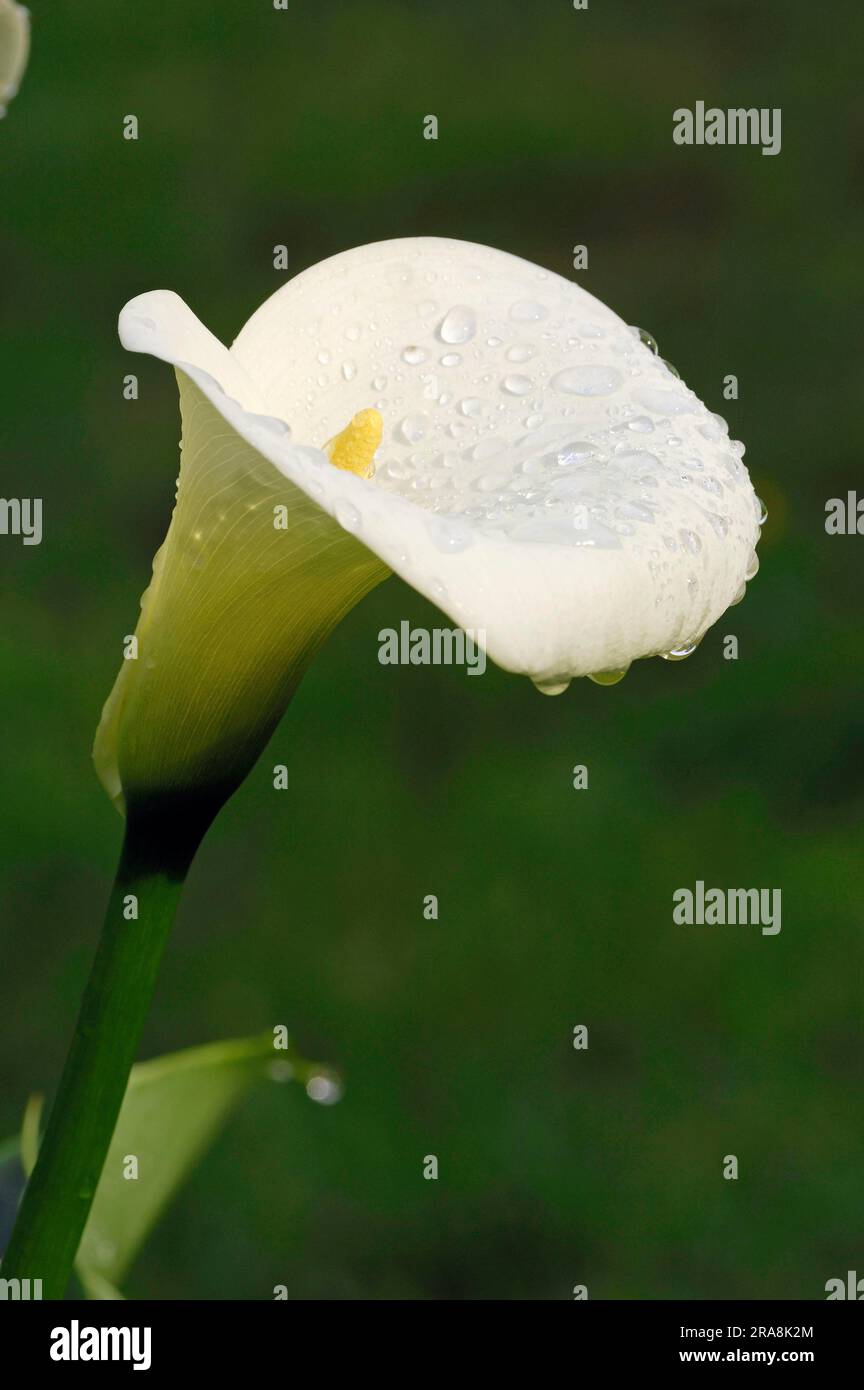White Arum Lily (Zantedeschia aethiopica), Common Arum Lily Stock Photo ...