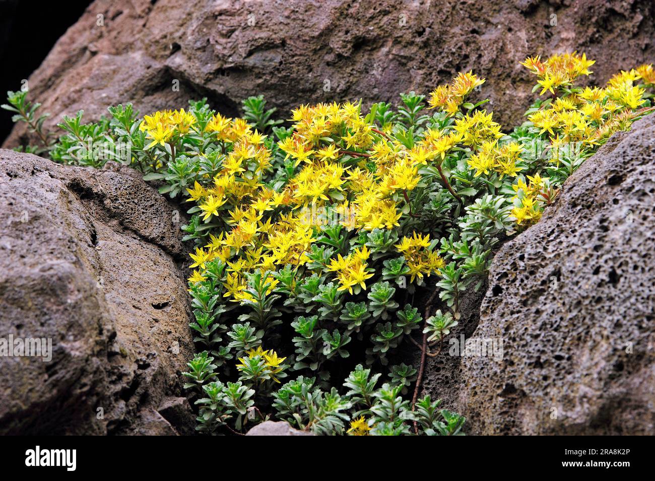 Golden Stonecrop 'Weihenstephaner Gold' (Sedum floriferum), Chinasedum ...