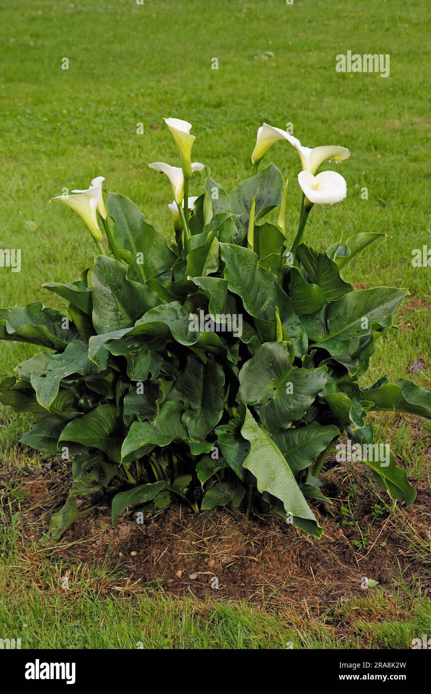 White Arum Lily (Zantedeschia aethiopica), Common Arum Lily Stock Photo ...