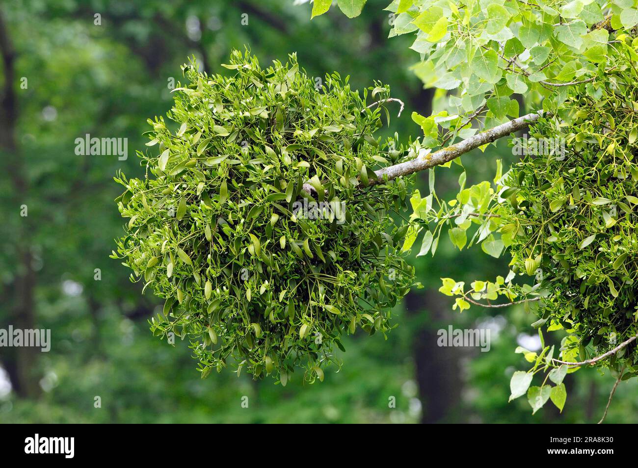 Viscum album herb hi-res stock photography and images - Alamy