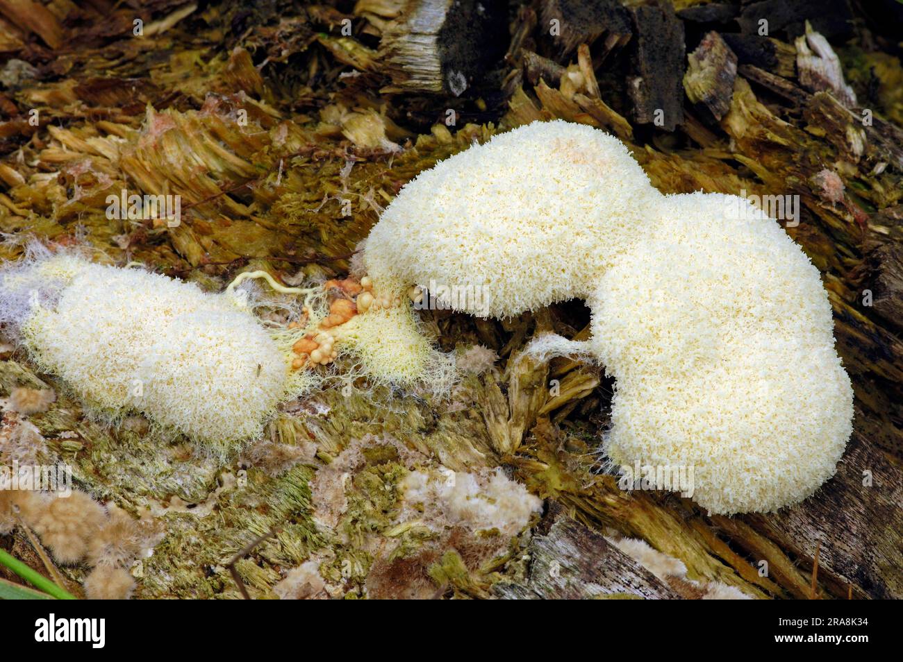 Fuligo septica candida hi-res stock photography and images - Alamy