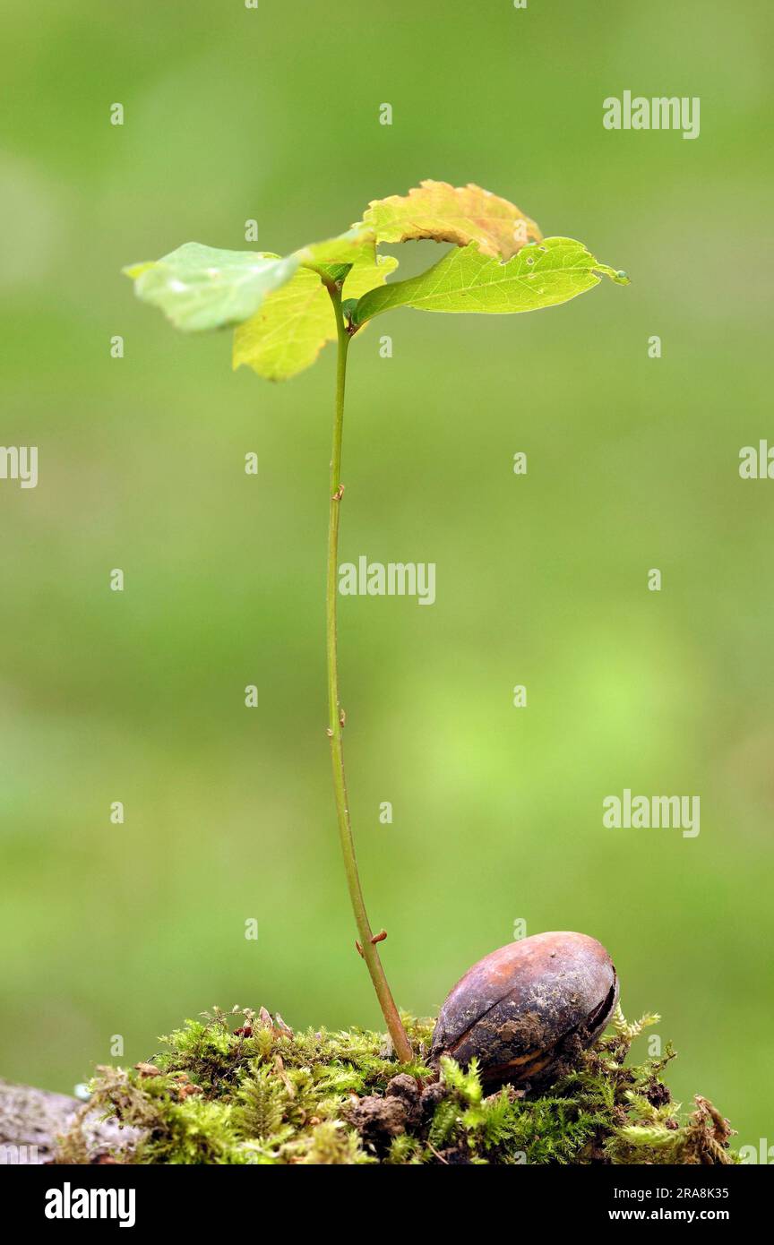 American Red Oak (Quercus rubra), seedling, France Stock Photo - Alamy