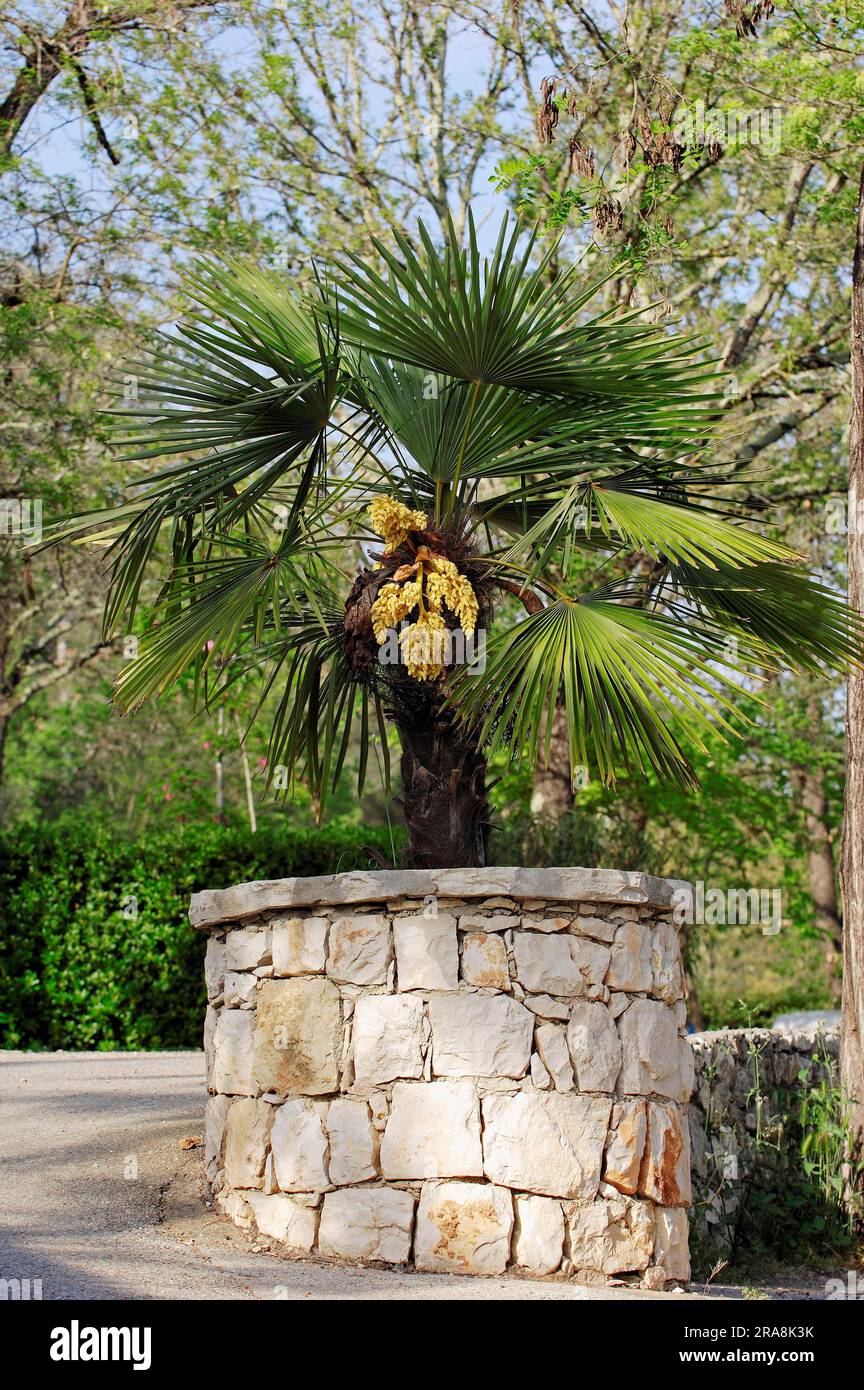 Chinese Windmill Palm (Trachycarpus fortunei), Chusan Palm Stock Photo ...