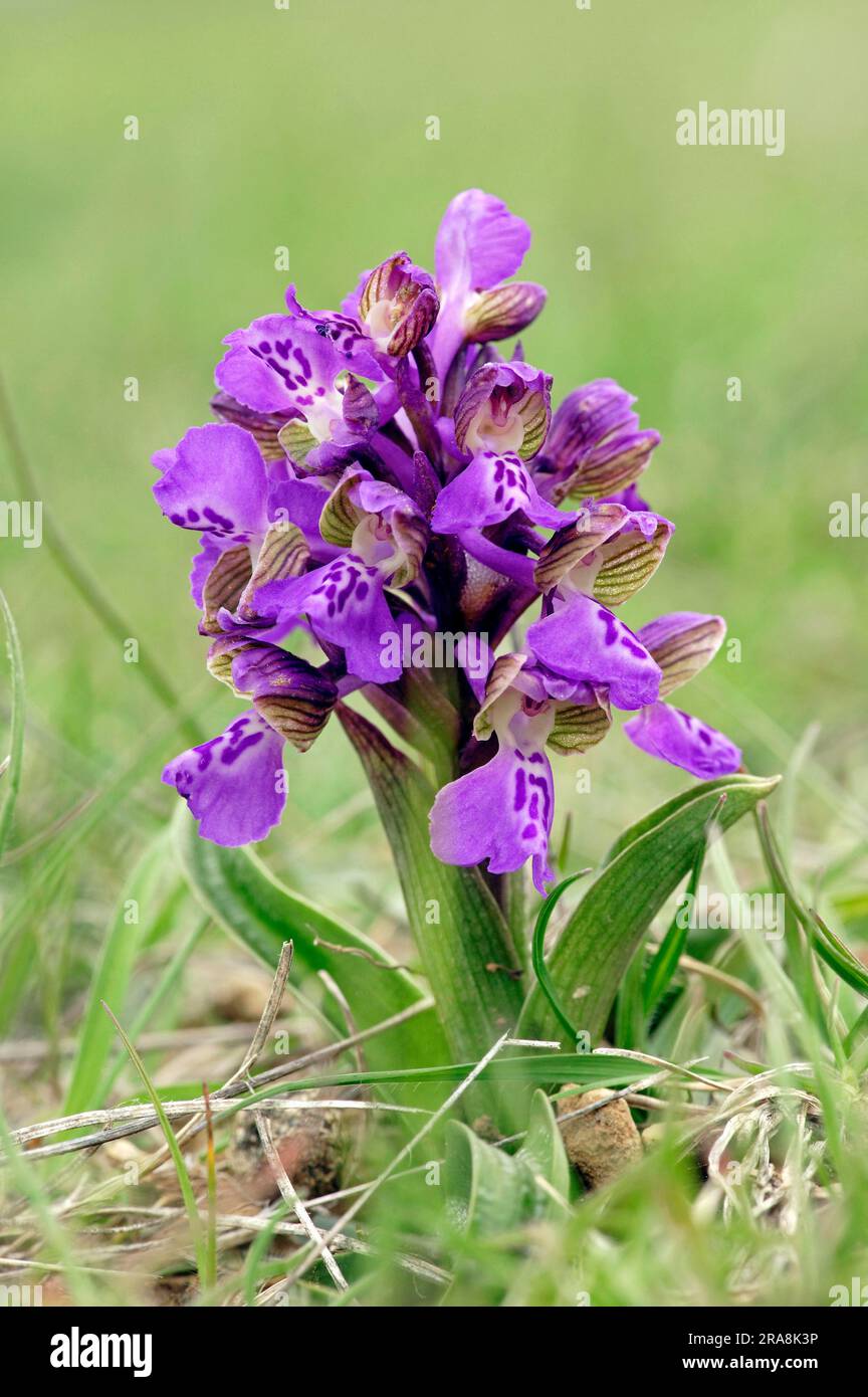 Green-winged orchid (Orchis morio), Provence, Southern France, Salep ...