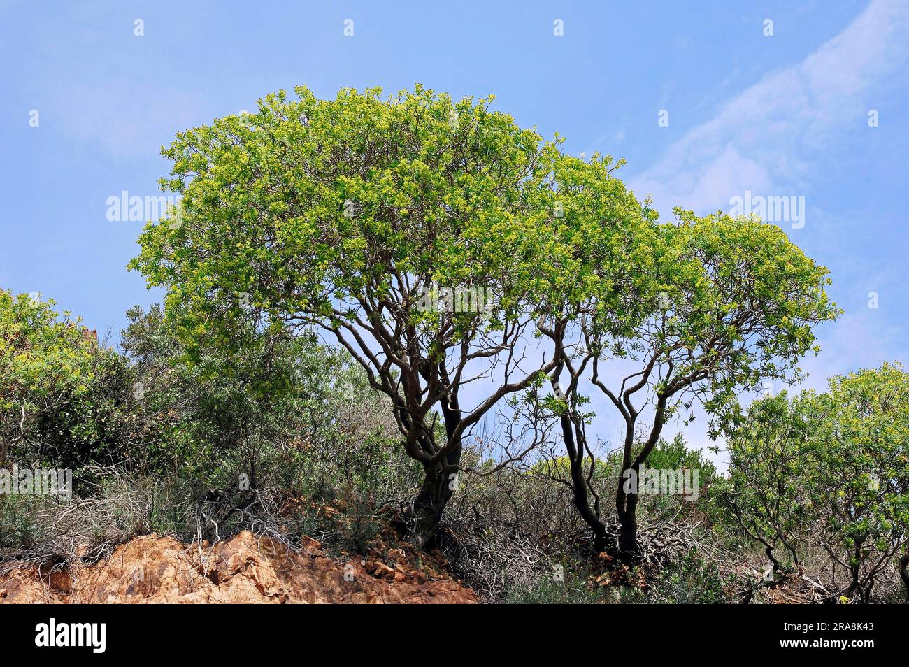Tree spurge (Euphorbia dendroides), Provence, Southern France, tree ...