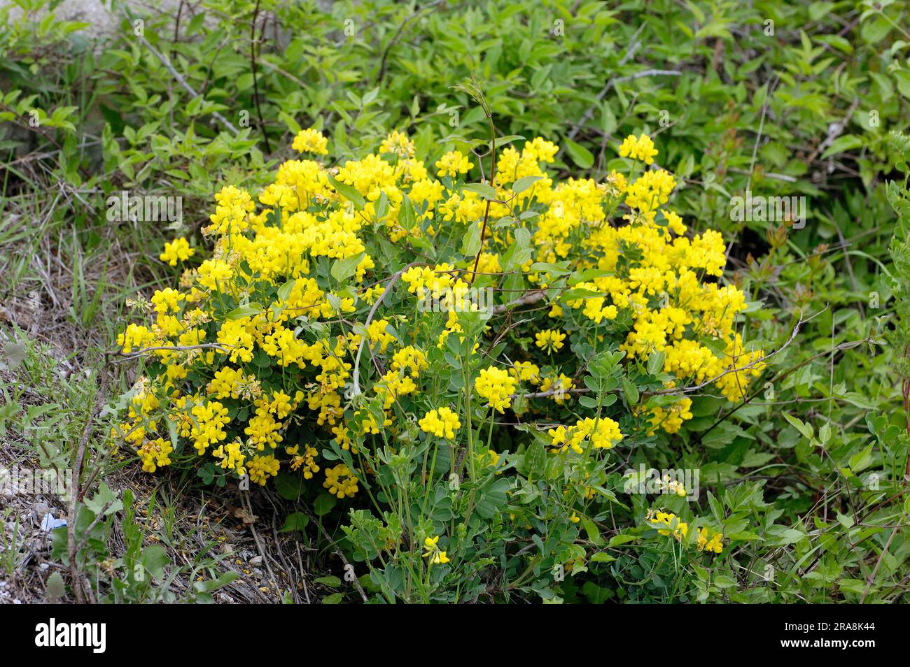 Mediterranean crown vetch, Provence, glaucous scorpion-vetch (Coronilla ...