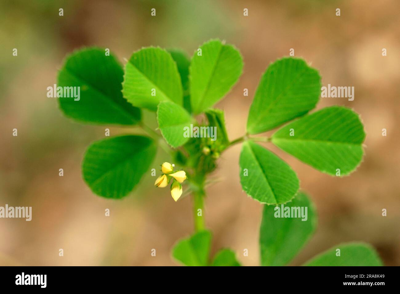 Burclover hi-res stock photography and images - Alamy