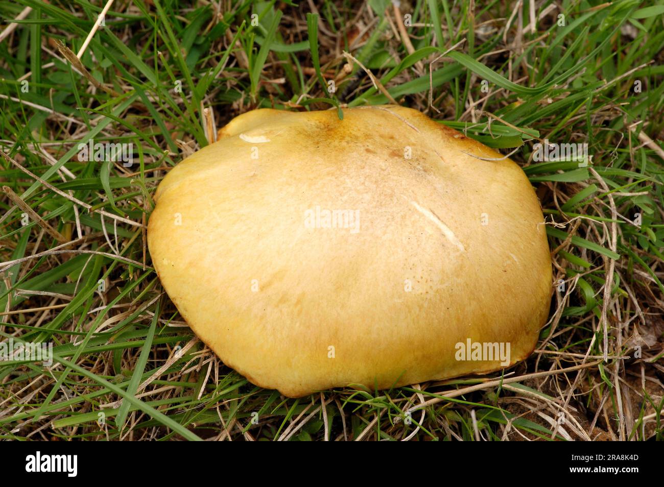 Grain boletus, Provence, South of France (Suillus granulatus), Grain ...