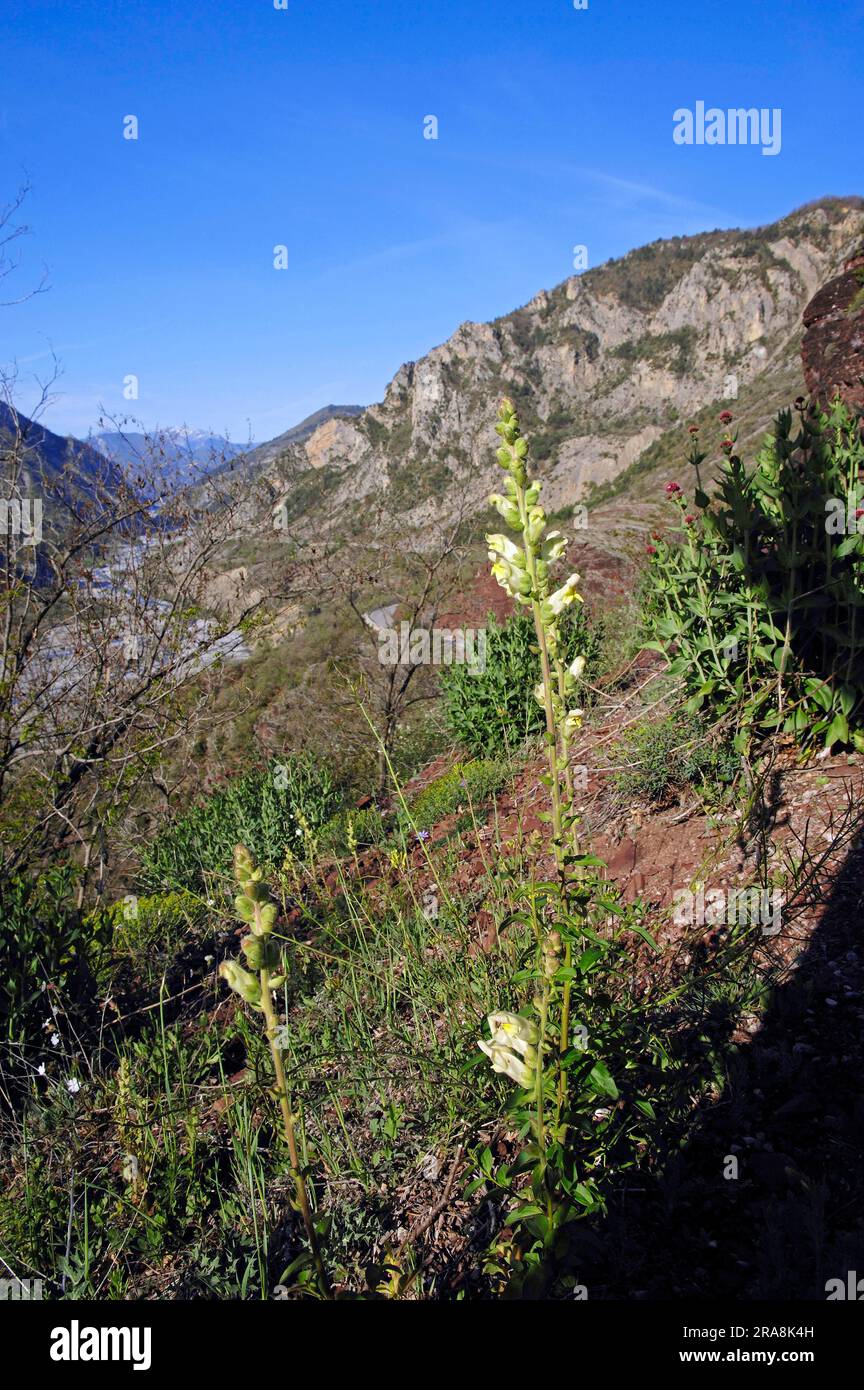 Yellow Snapdragon (Antirrhinum latifolium), Provence, Southern France ...