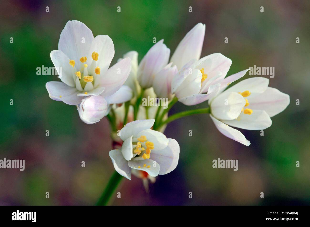 Naples garlic (Allium neapolitanum), Provence, South of France, Naples ...