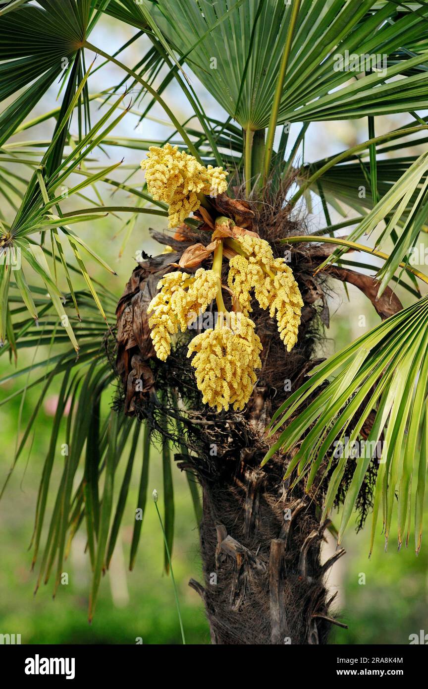 Chinese Windmill Palm (Trachycarpus fortunei), Chusan Palm Stock Photo ...
