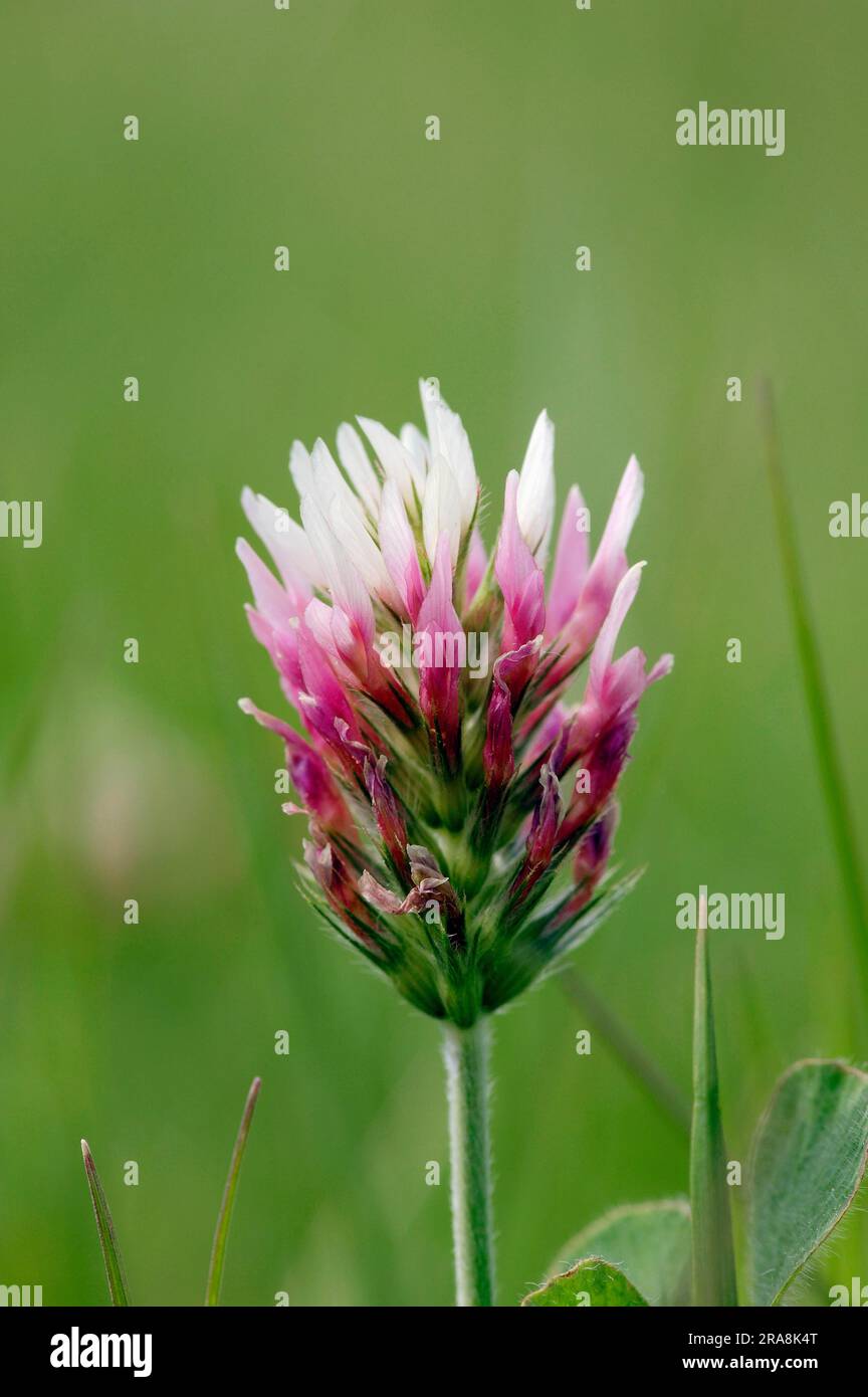 Trifolium vesiculosum hi-res stock photography and images - Alamy