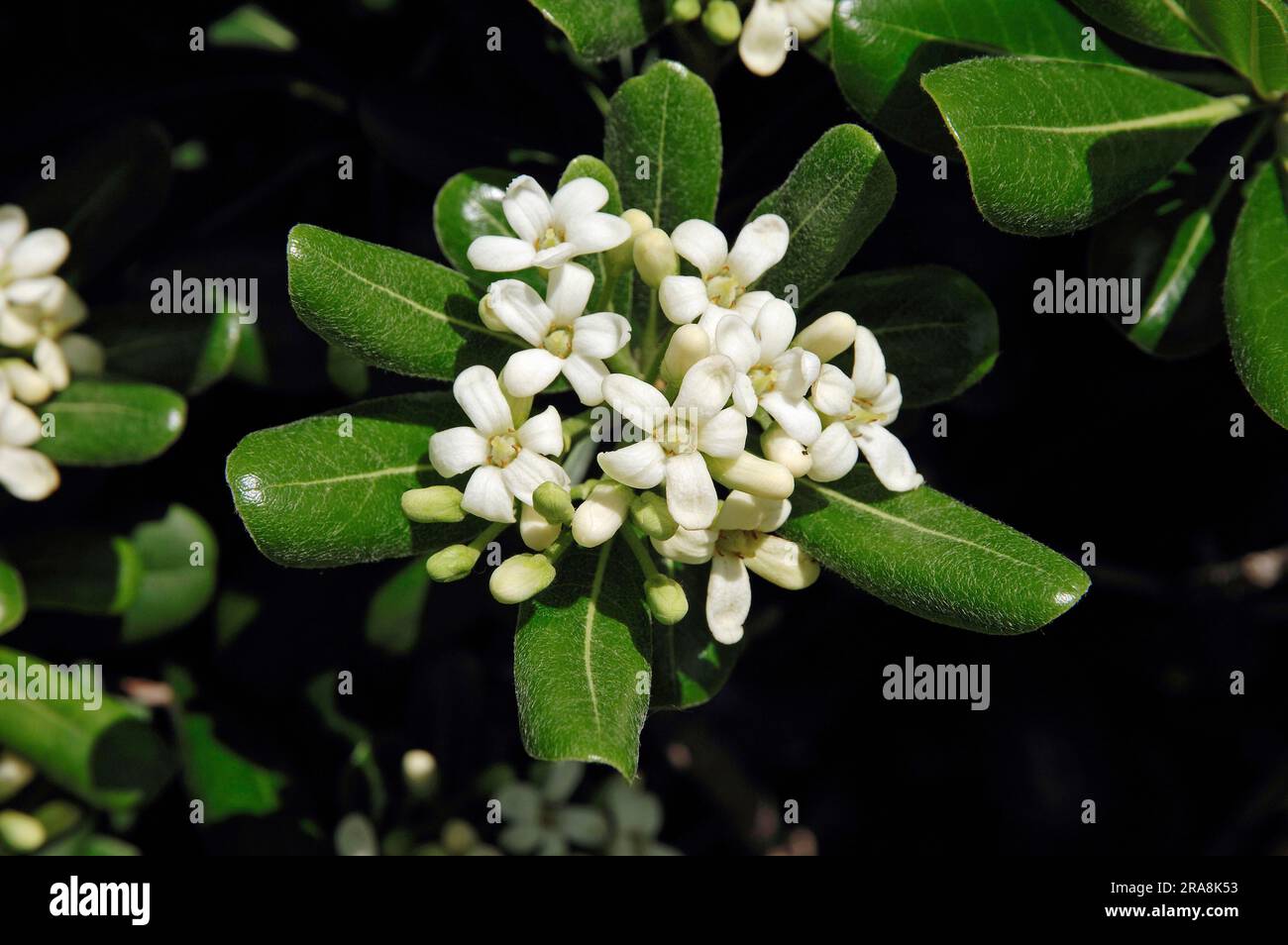 Japanese Cheesewood, Provence, Southern France, Japanese Pittosporum ...