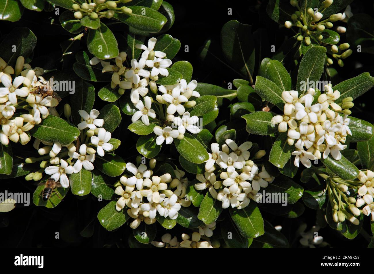 Japanese Cheesewood, Provence, Southern France, Japanese Pittosporum ...