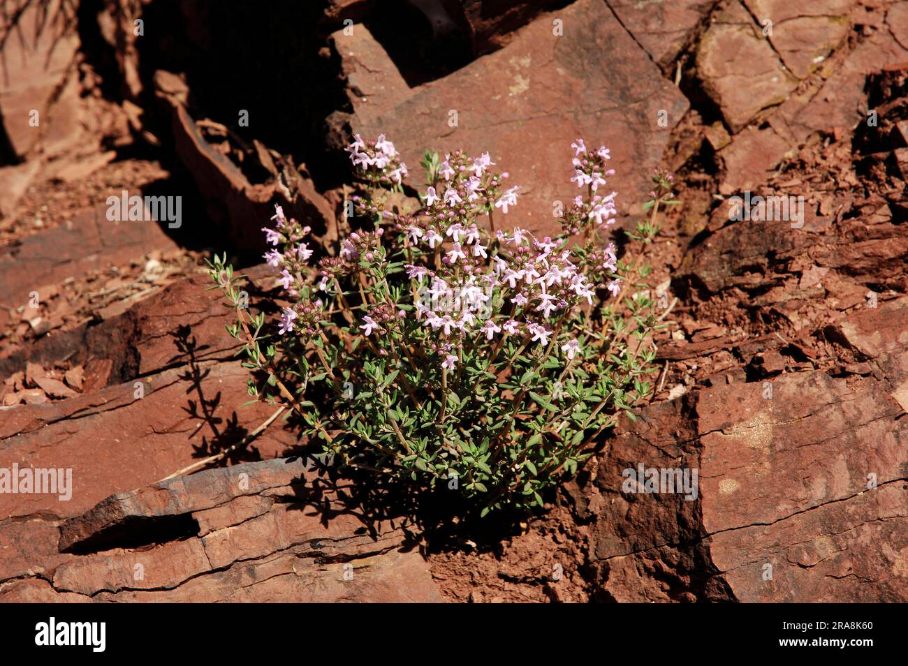 Common thyme (Thymus vulgaris), Provence, Southern France Stock Photo ...