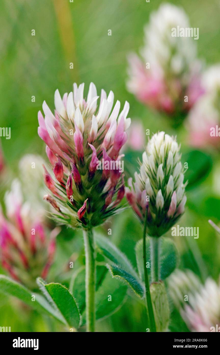 Arrow-leaf Clover, Provence, Southern France (Trifolium vesiculosum ...
