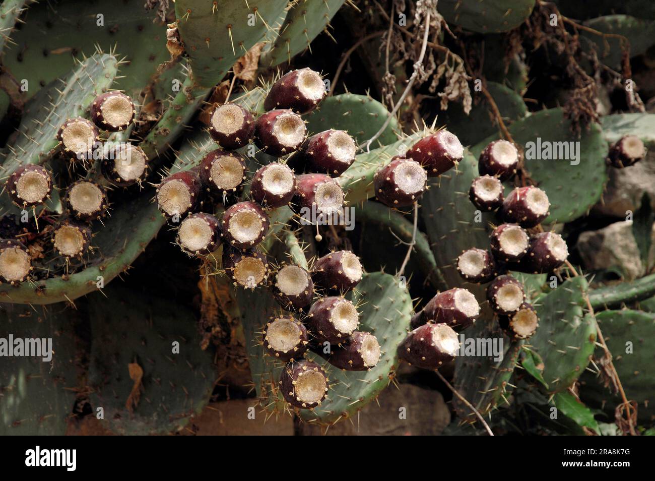 Indian Fig, fruits, Panini, Papipi, Prickly Pear (Opuntia ficus-indica ...