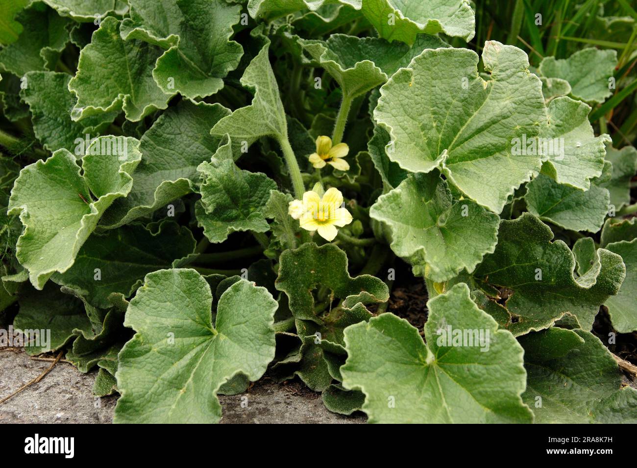 Squirting cucumber (Ecballium elaterium), Provence, Southern France ...