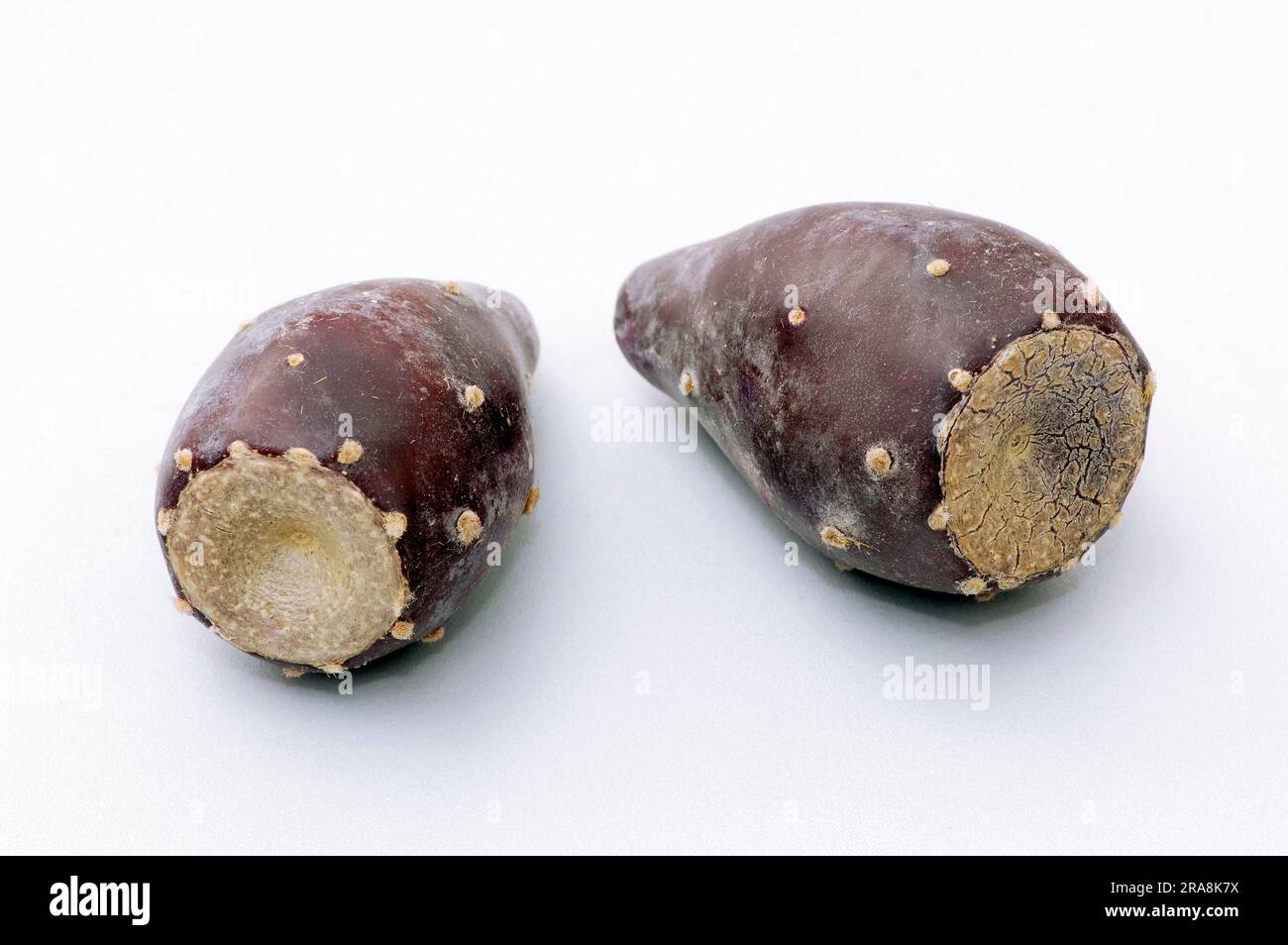 Indian Fig, fruits, Panini, Papipi, Prickly Pear (Opuntia ficus-indica ...