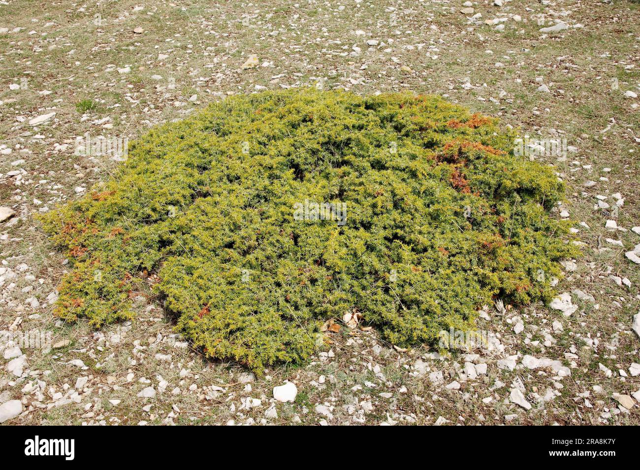Prickly Juniper (Juniperus oxycedrus), Provence, Southern France, Cade ...
