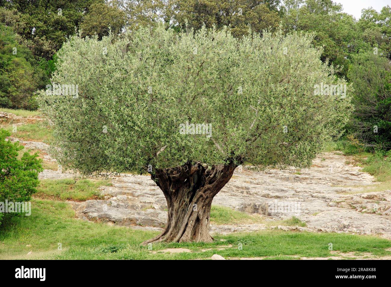 Olive, Provence, Olive tree (Olea europaea), France Stock Photo - Alamy