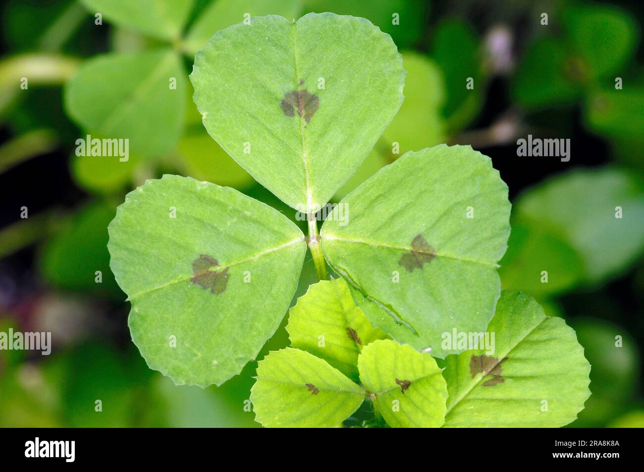 Heart clover (Medicago arabica), Provence, Southern France, Spotted ...