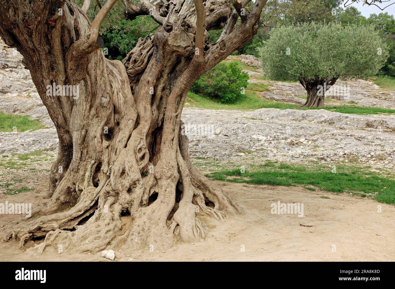 Olive, Provence, Olive tree (Olea europaea), France Stock Photo - Alamy