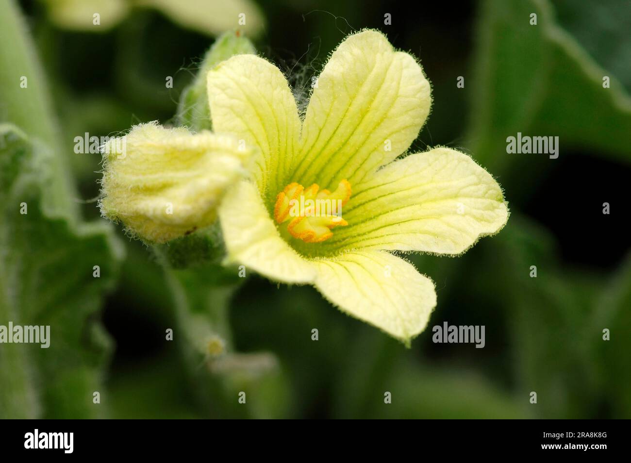 Squirting cucumber (Ecballium elaterium), Provence, Southern France ...