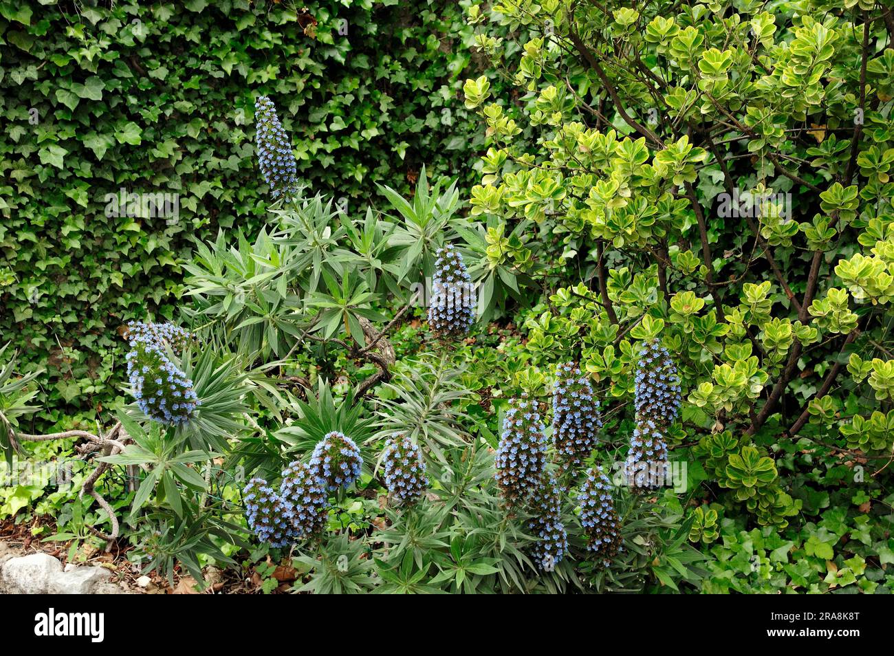 Webbii hi-res stock photography and images - Alamy