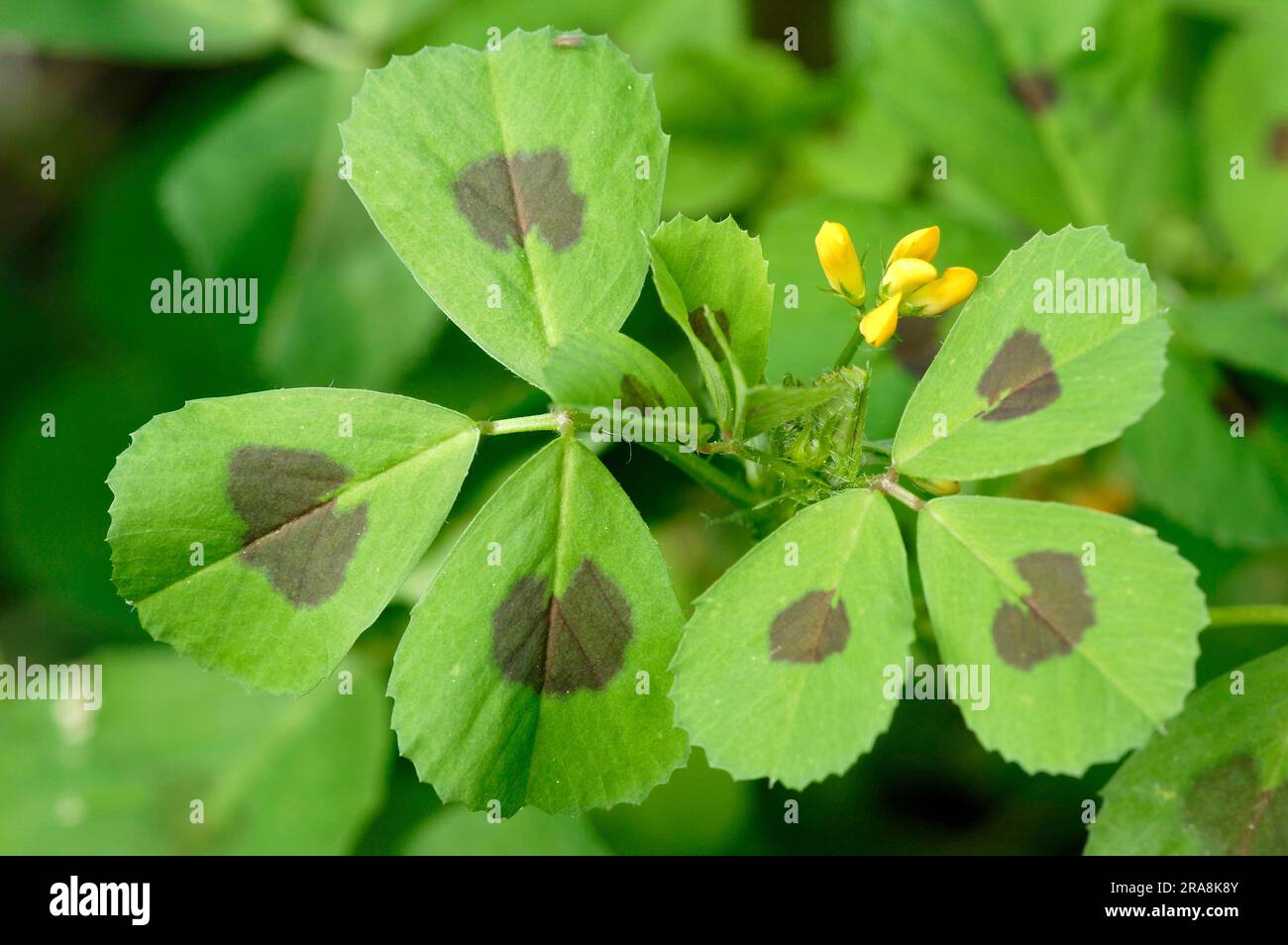Spotted Medick (Medicago arabica), Provence, Southern France, Heart ...