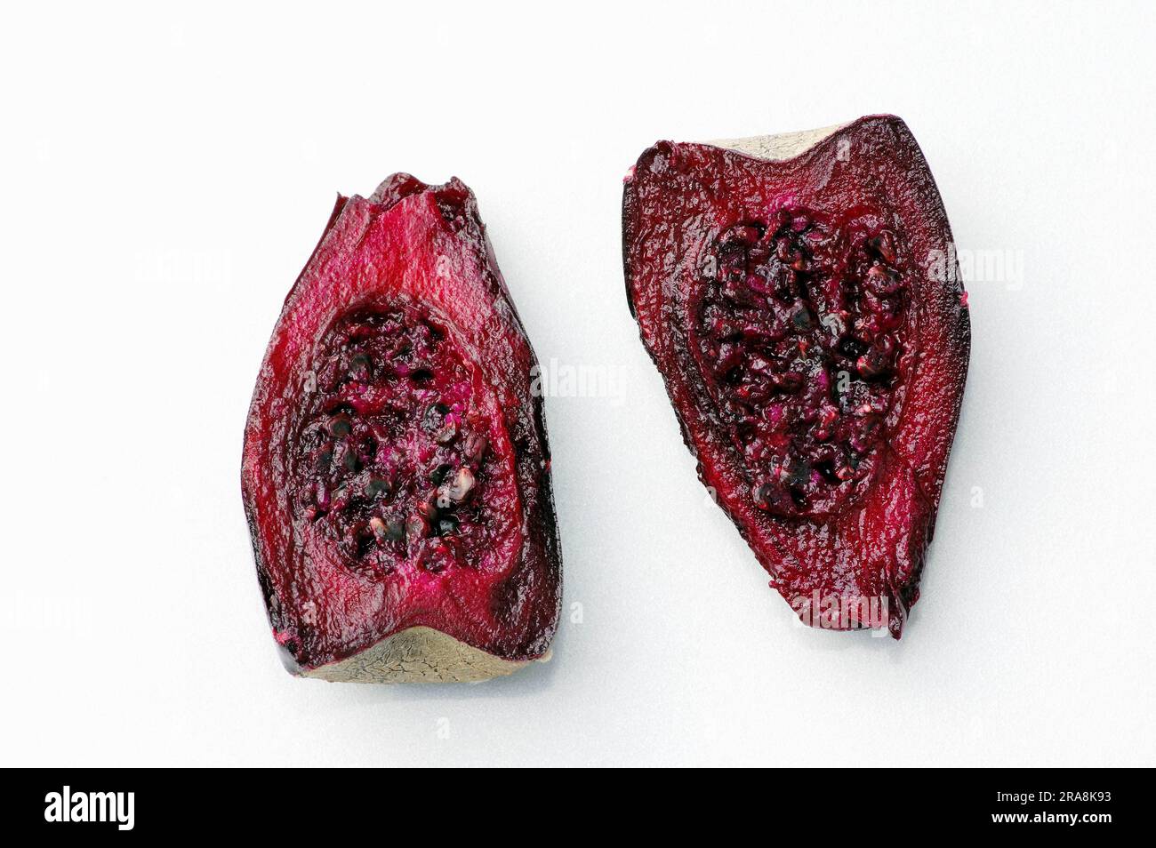 Half cactus hi-res stock photography and images - Alamy