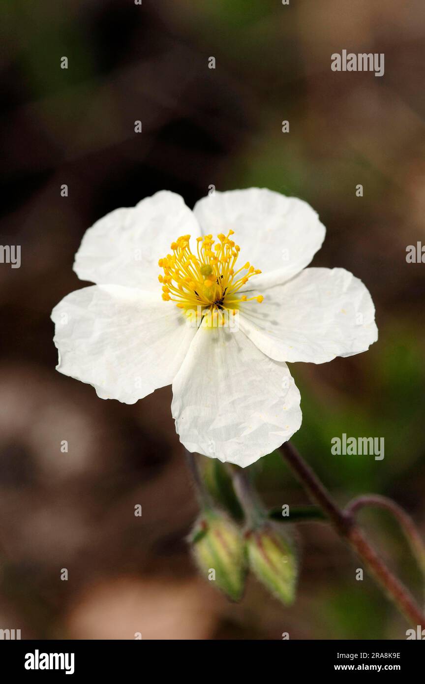 Helianthemum [white rock rose] hi-res stock photography and images - Alamy