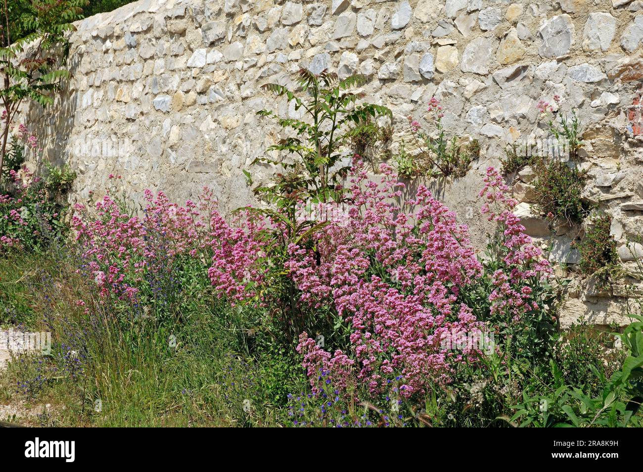 Centranthus rubra spur valerian hi-res stock photography and images - Alamy