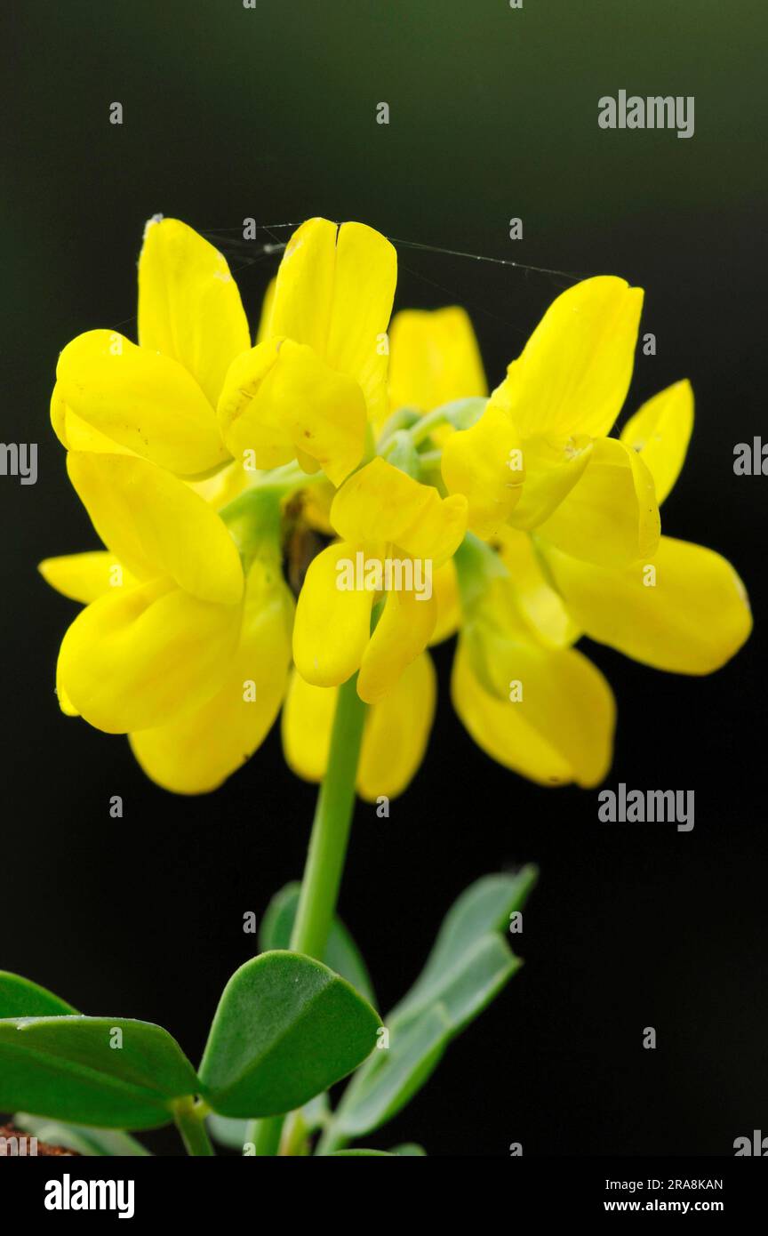 Mediterranean crown vetch, Provence, glaucous scorpion-vetch (Coronilla ...