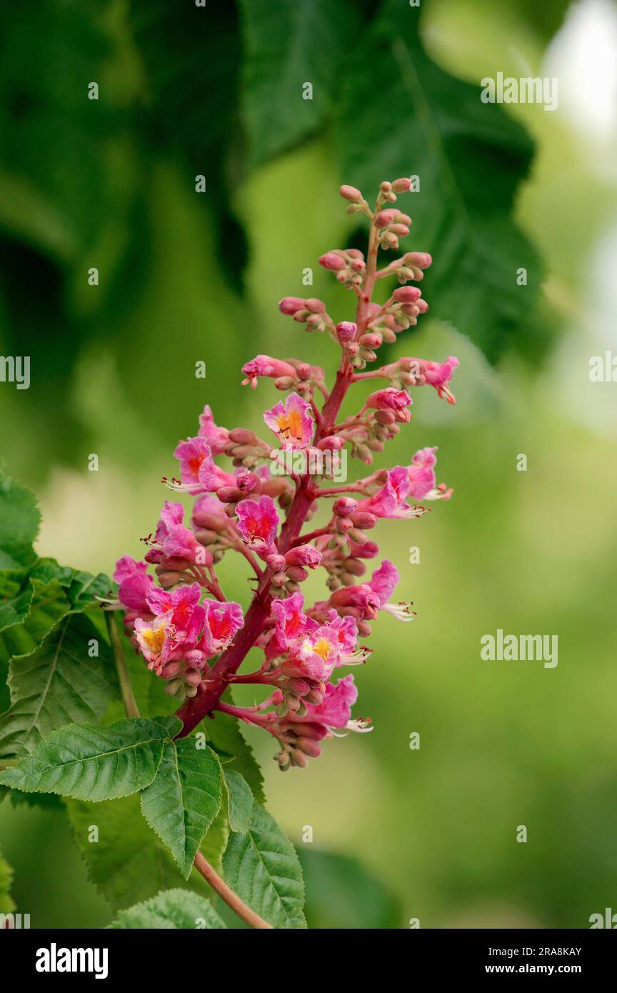 Red red horse-chestnut (Aesculus carnea), Red Chestnut Stock Photo - Alamy