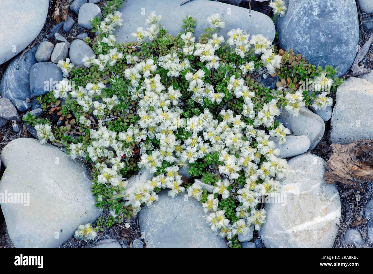 Silvernailwort, Provence, Southern France (Paronychia argentea Stock ...