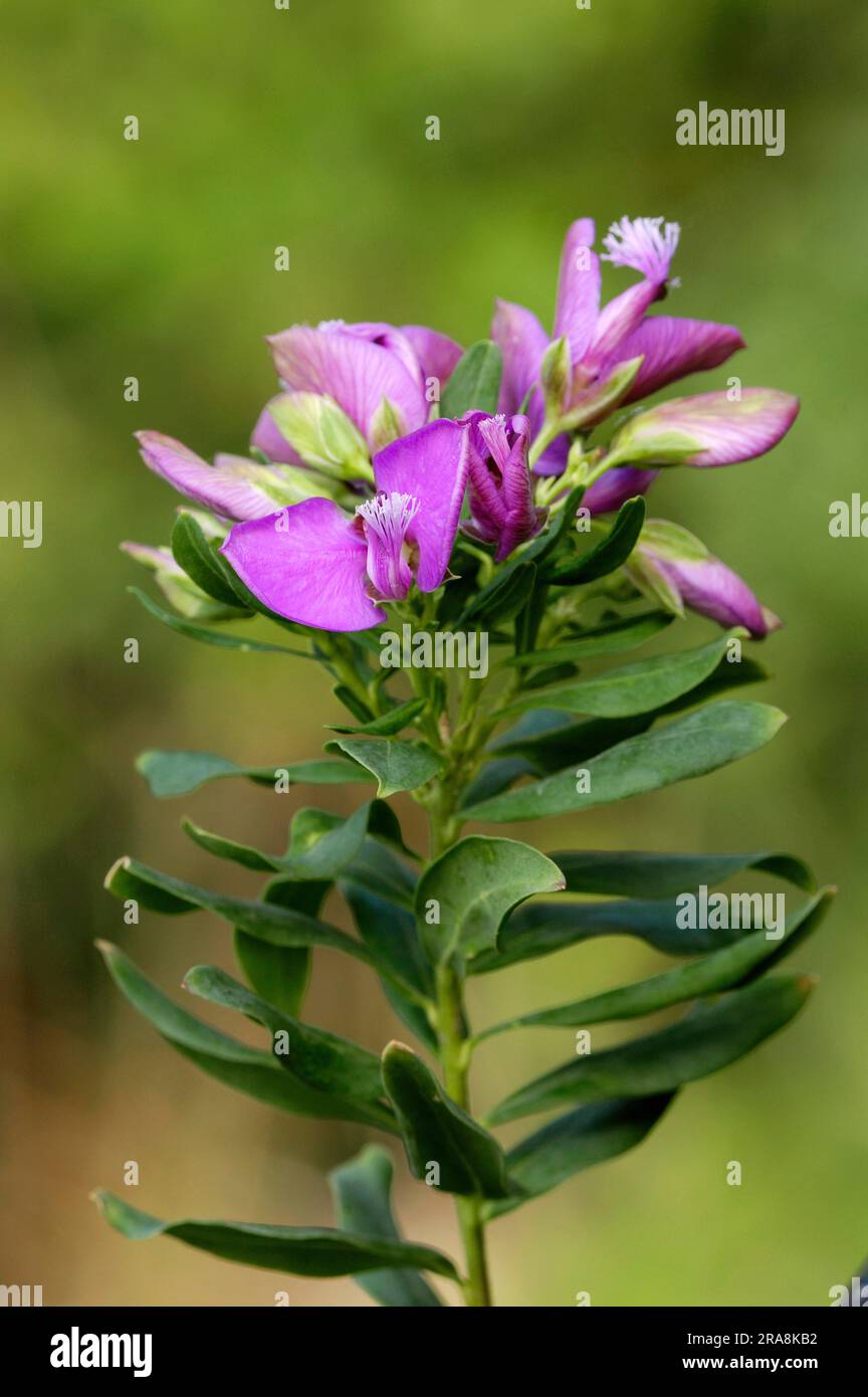 Myrtle-leaf Milkwork (Polygala myrtifolia), Parrot Bush, Myrtleleaf ...