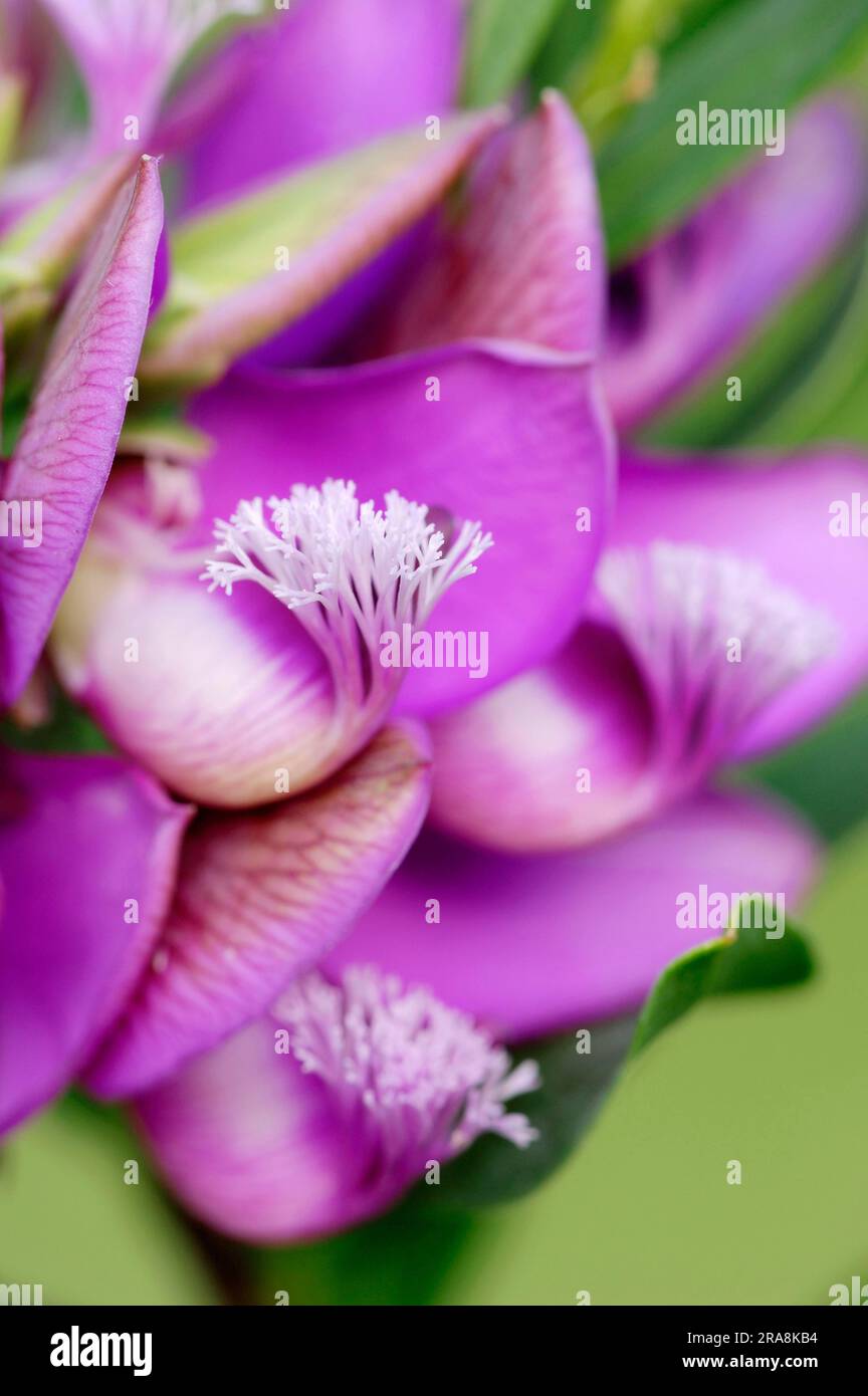 Myrtle-leaf Milkwork (Polygala myrtifolia), Parrot Bush, Myrtleleaf ...