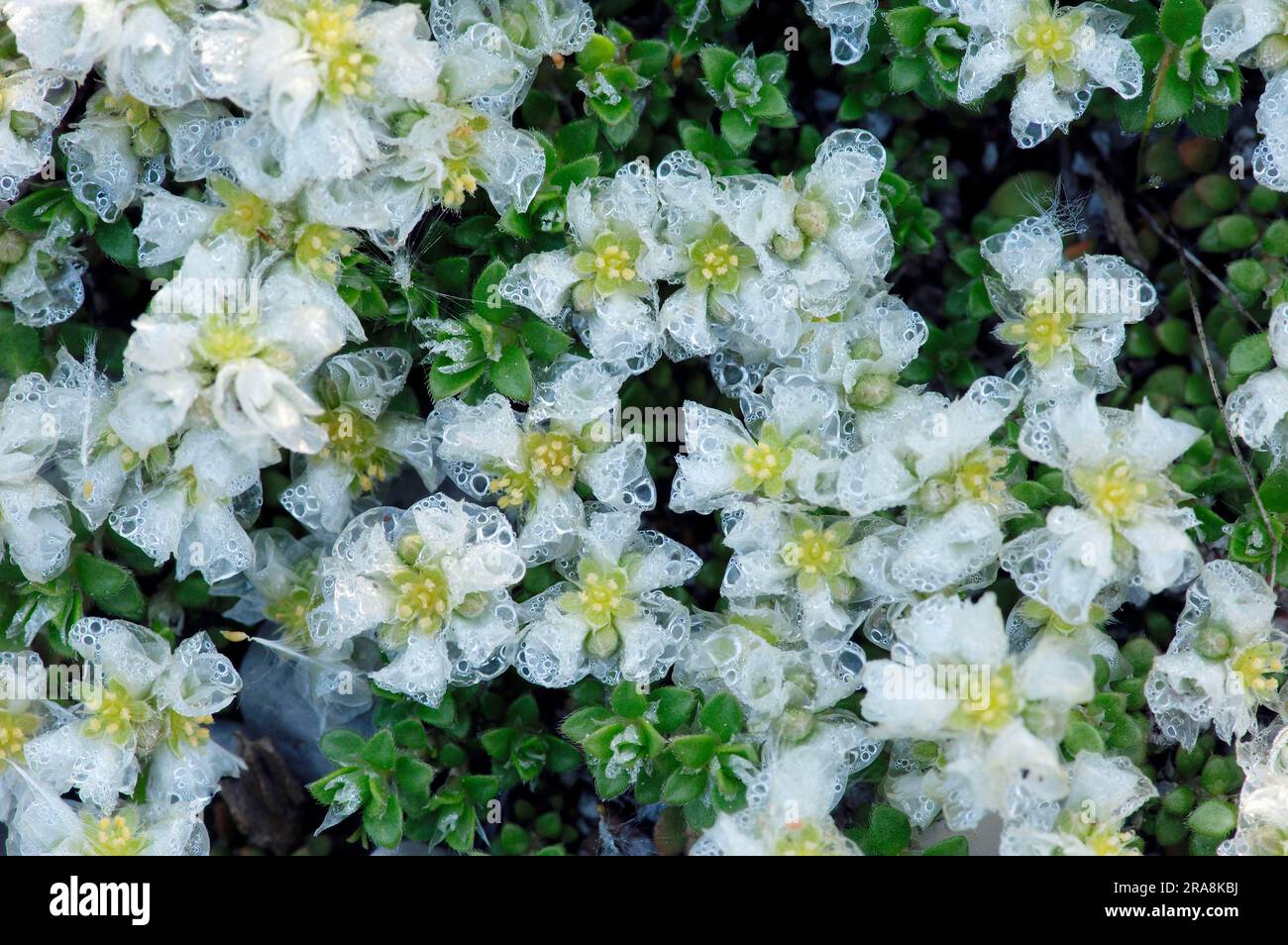 Silvernailwort, Provence, Southern France (Paronychia argentea Stock ...