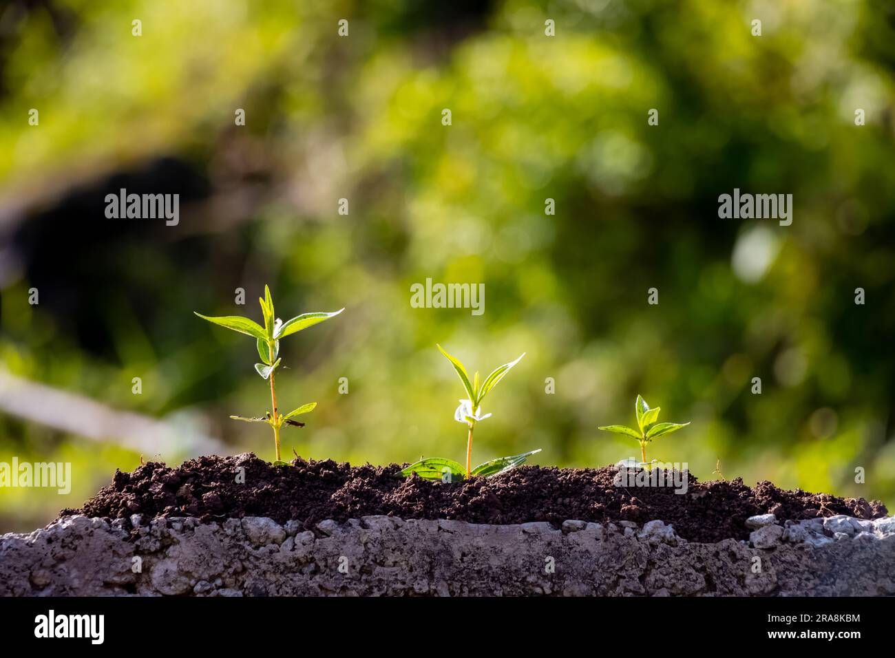 the Plants growing from the rich soil to the morning sunlight that is ...