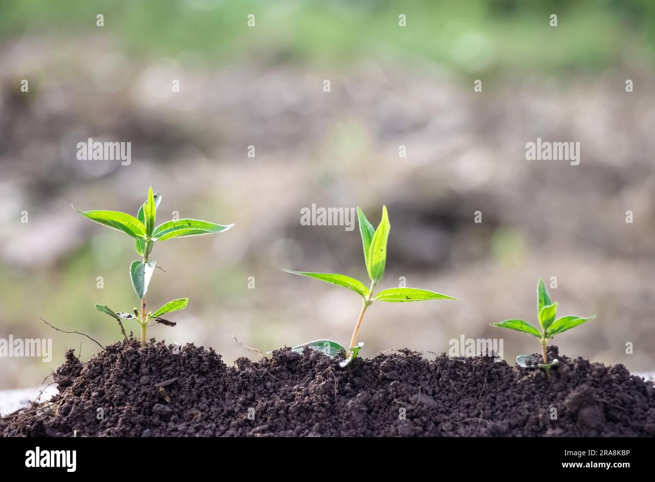 the Plants growing from the rich soil to the morning sunlight that is shining, seedling ...