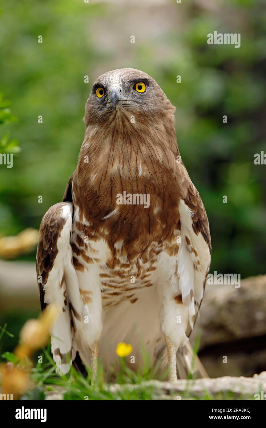 Short-toed Snake Eagle (Circaetus gallicus Stock Photo - Alamy