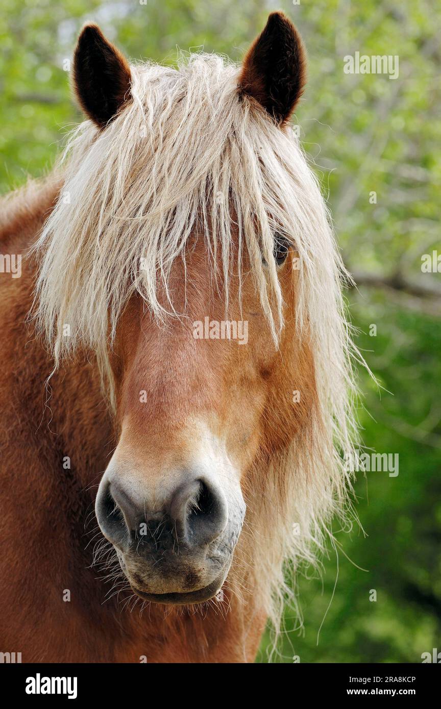 Pinzgauer cattle hi-res stock photography and images - Alamy